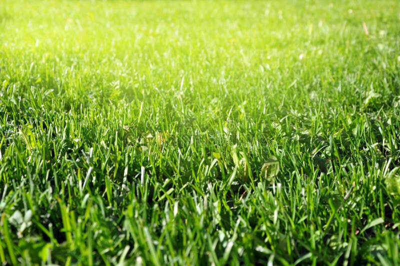 Spring Green Grass in Spring. Preparation for Designers Stock Photo ...
