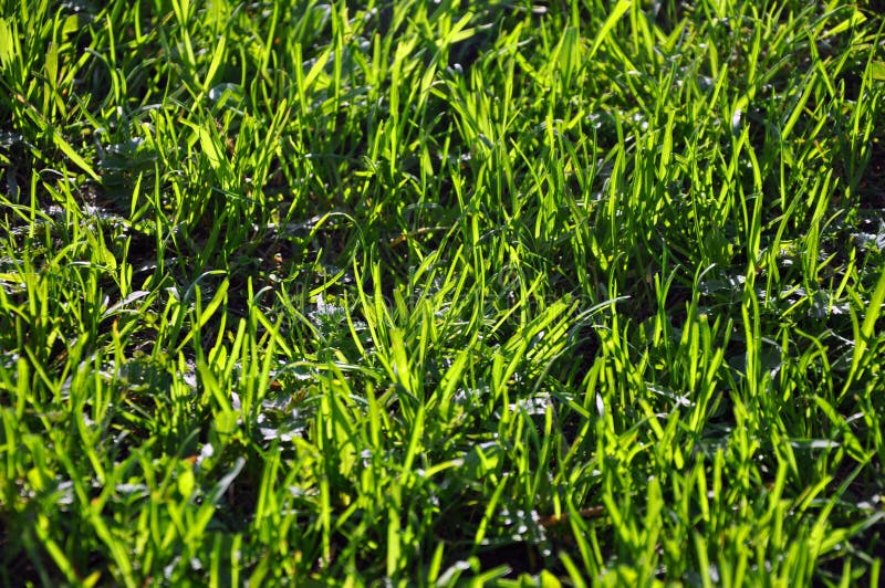 Spring Green Grass in Spring. Preparation for Designers Stock Image ...
