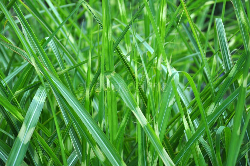 Spring Green Grass in Spring. Preparation for Designers Stock Photo ...