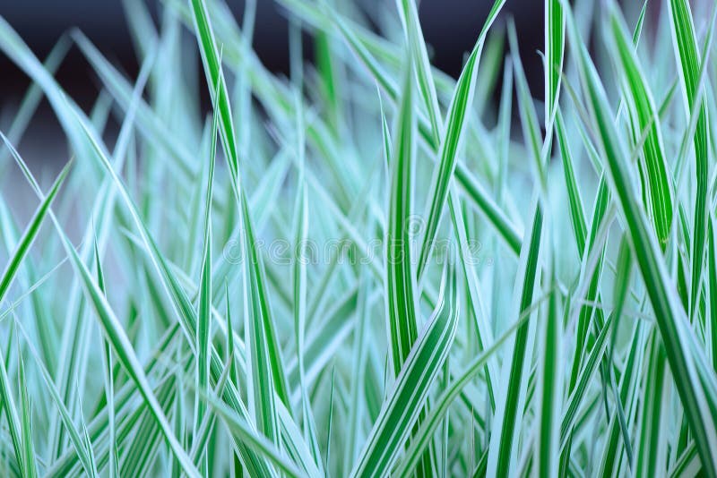 Spring green grass stock photo. Image of spring, clean - 53476778