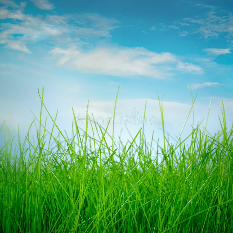 Spring green grass stock image. Image of dawn, bright - 38851641