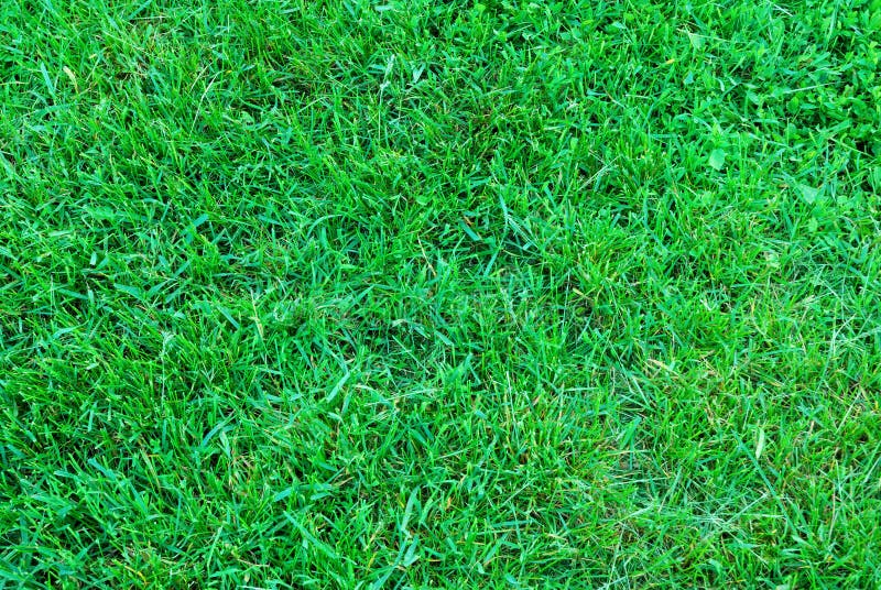 Spring green grass texture stock photo. Image of clean - 31053802