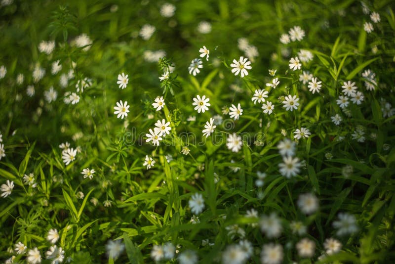 Spring Green Grass Texture with White Flowers Stock Photo - Image of ...