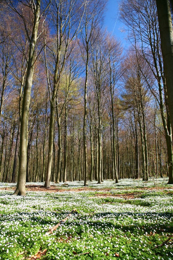 Spring green landscape stock image. Image of spring, landscapes - 17224057