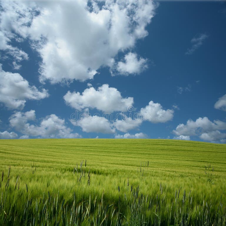 Spring green landscape stock photo. Image of agricultural - 17224246