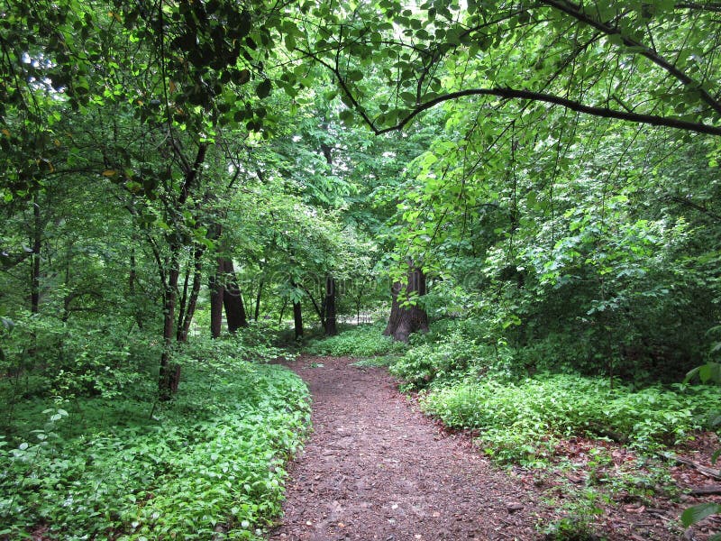 Spring Green Landscape in May Stock Image - Image of nature, forest ...