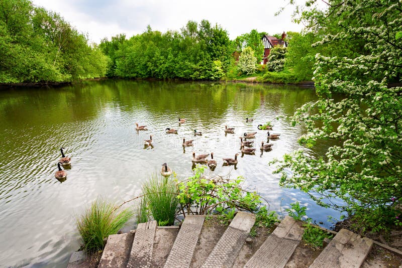 Spring green landscape stock photo. Image of trees, green - 84774034