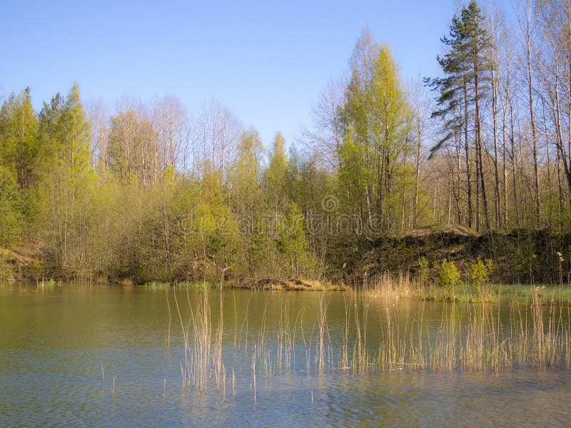 Spring green landscape stock photo. Image of branch - 195067176