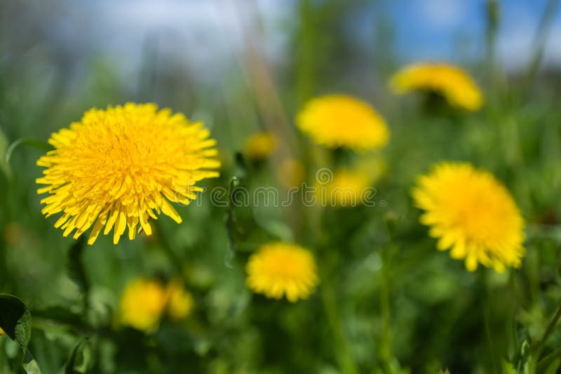 Spring Green Lawn with Yellow Dandelion Flowers. Spring Stock Image ...