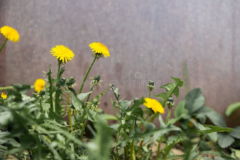 Spring Green Lawn with Yellow Dandelion Flowers. Spring Background ...