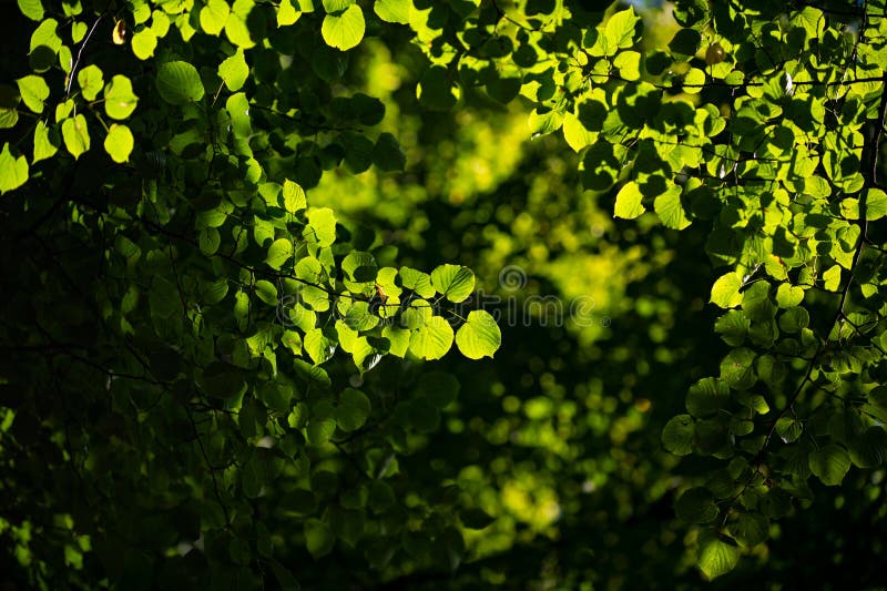 Spring Green Leaf Background. Green Leaf Forest Greenery Background ...