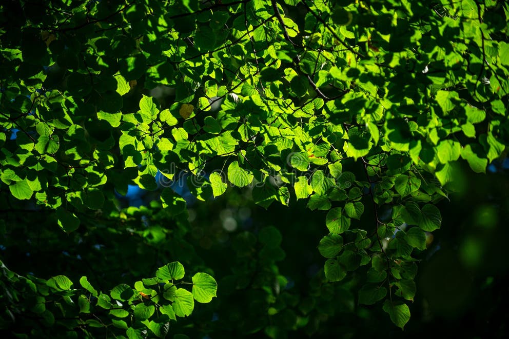 Spring Green Leaf Background. Green Leaf Forest Greenery Background ...
