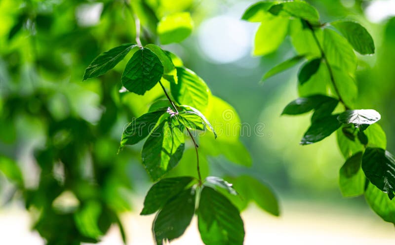 Spring Green Leaf Background. Green Leaf Forest Greenery Background ...