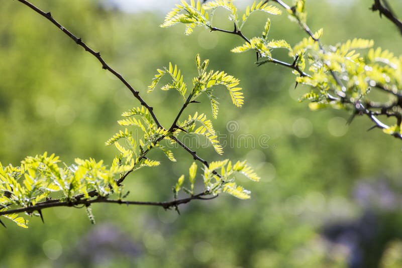 Spring Green Leaf Background Stock Photo - Image of color, macro: 109426618