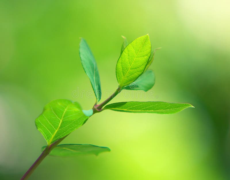 Spring green leaf. stock image. Image of botany, background - 84649975