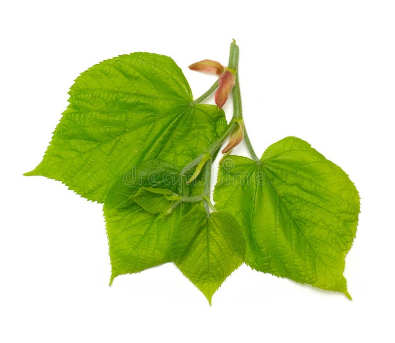 Spring green leaf stock photo. Image of green, color - 220092124