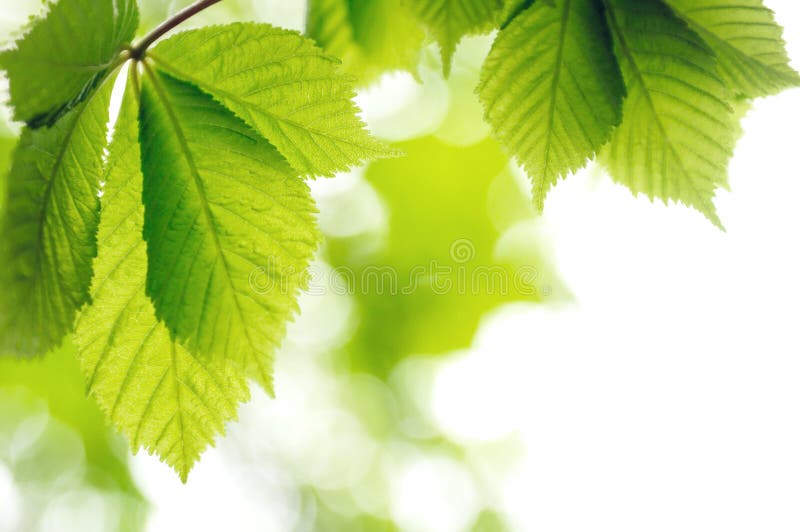 Spring green leaves stock image. Image of foliage, spring - 14235503