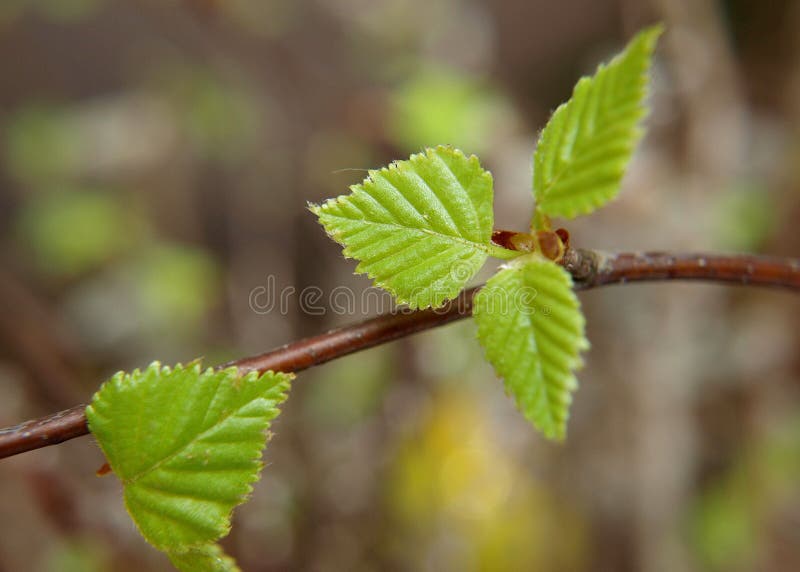 Spring green leaves stock image. Image of fresh, nature - 19520693