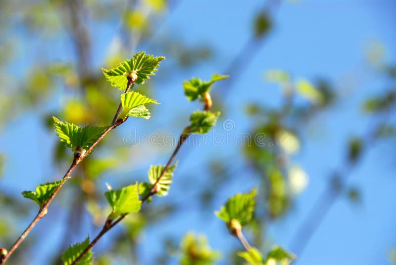 Spring green leaves stock image. Image of close, buds - 1998615