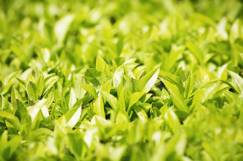 Spring Green Leaves stock image. Image of season, floral - 40049737