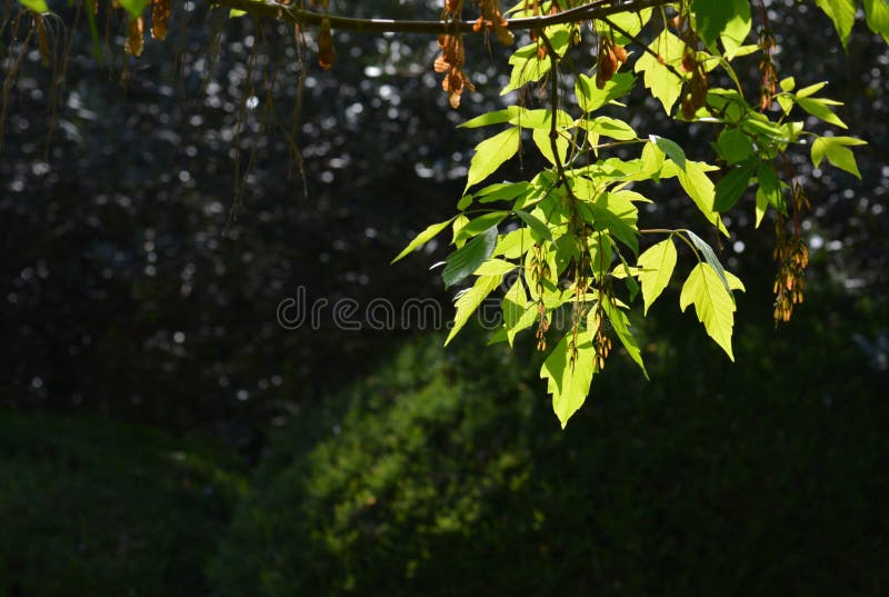 Spring green leaves stock image. Image of forest, wallpaper - 53503955