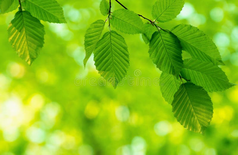 Spring Green Leaves Background Stock Image - Image of summer, spring ...