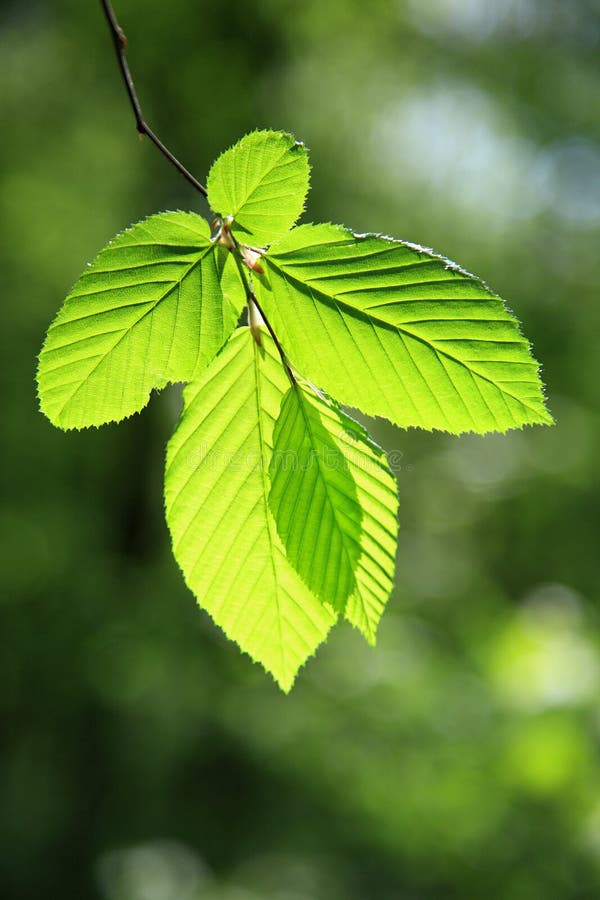 Spring Green Leaves Background in a Sunny Day Stock Image - Image of ...