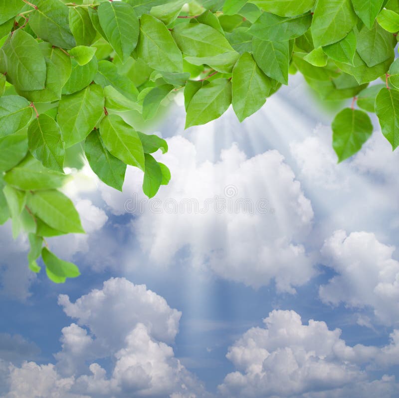 Green Grass and Leaves at Sunny Day Stock Photo - Image of defocus ...