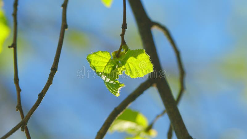 Spring - Green Leaves with Blue Sky. Fresh Green Leaves on Tree Branch ...