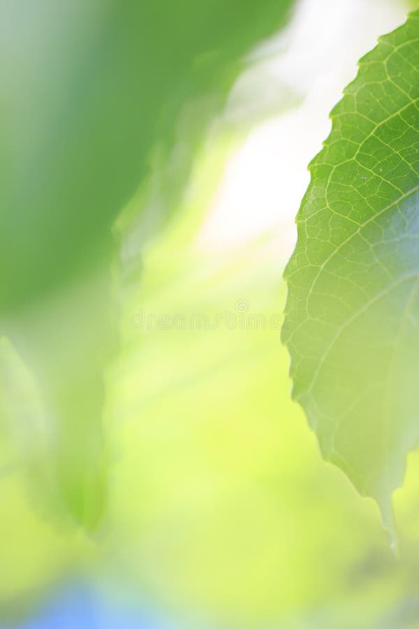 Spring Green Leaves border stock photo. Image of botany - 40232780