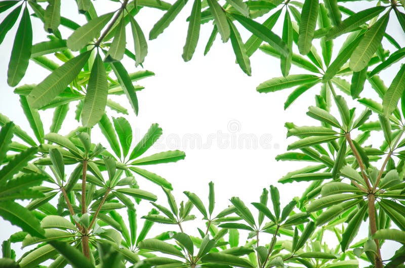 Spring Green Leaves Framing Background Stock Photo - Image of framework ...
