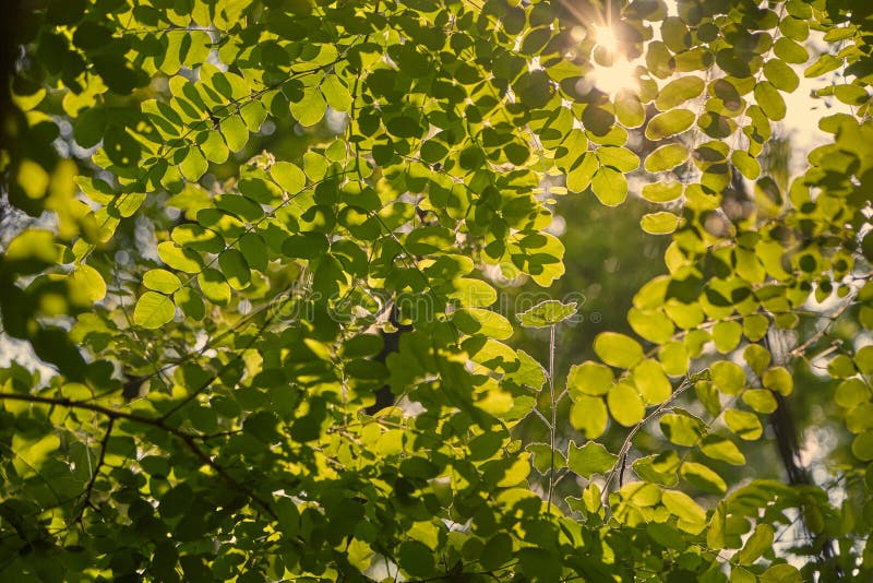 Spring Green Leaves stock image. Image of deep, beautiful - 142934969