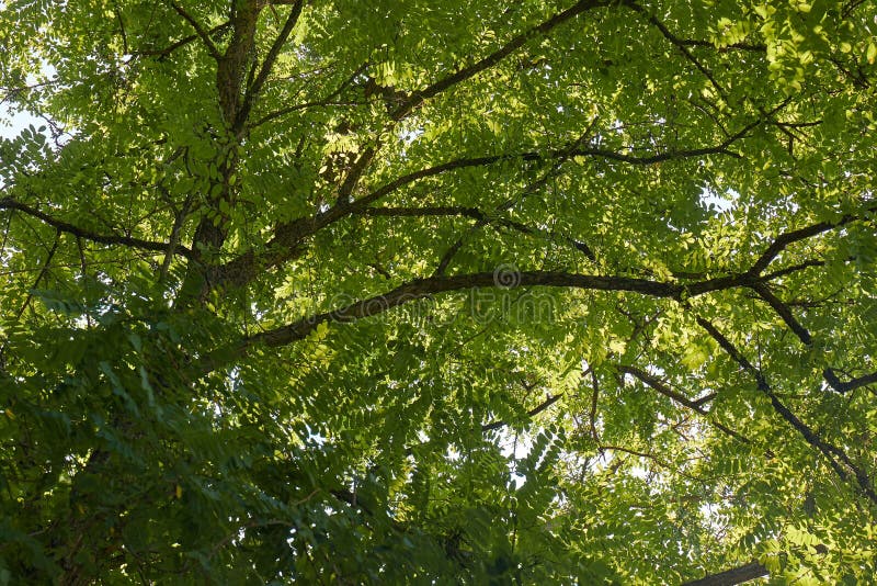 Spring Green Leaves stock image. Image of nature, detail - 246940907