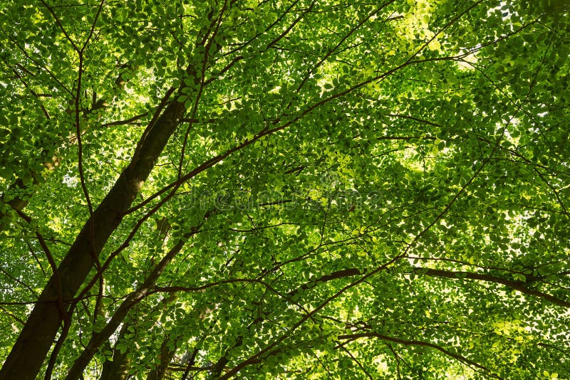Spring Green Leaves stock photo. Image of nature, background - 257998416