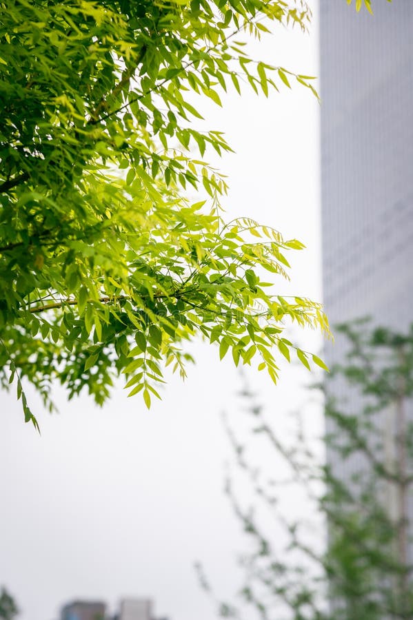 Spring Green Leaves after the Rain Stock Image - Image of texture, good ...