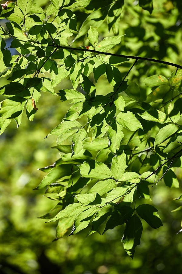 Spring Green Leaves stock photo. Image of branch, greenery - 279819176