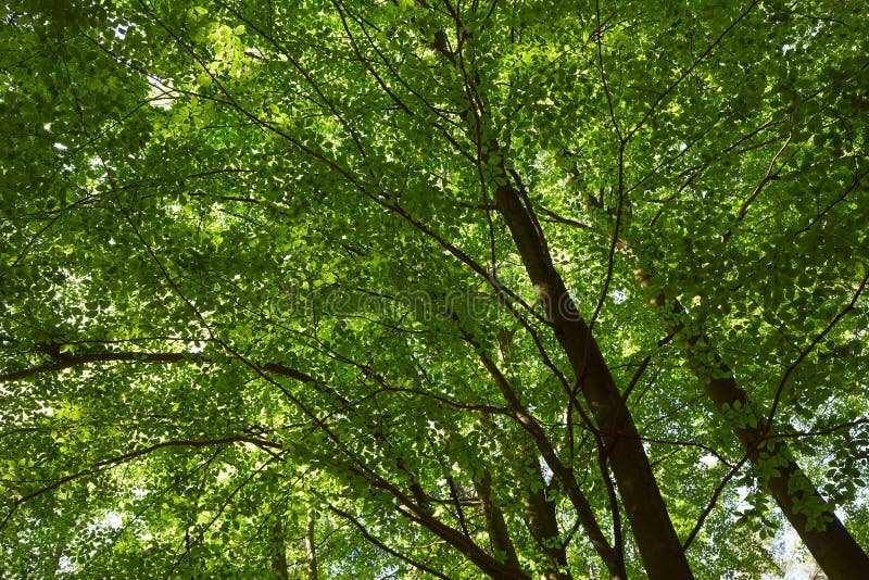 Spring Green Leaves stock image. Image of detail, fresh - 141609369