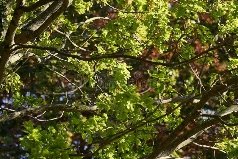 Spring Green Leaves stock photo. Image of organic, dense - 143533772