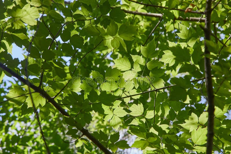 Spring Green Leaves stock photo. Image of growth, grow - 323552450