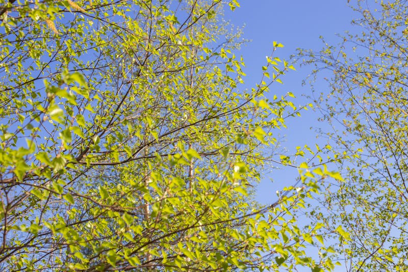 Spring leaves on a tree stock photo. Image of garden - 170683314