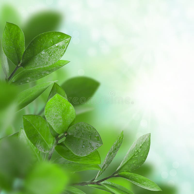 Green leaves background. stock photo. Image of forest - 29917230