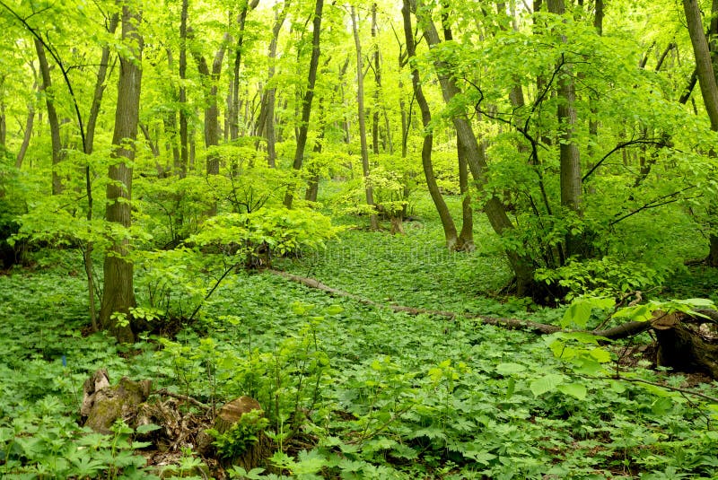 Spring Green in Mixed Forest Stock Image - Image of green, broadleaf ...