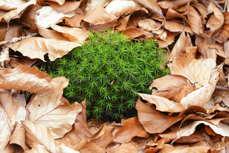 Spring green moss stock image. Image of morning, flora - 38322709