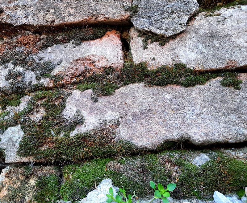 Spring Green Mossy Brick Wall Stock Photo - Image of soil, brick: 244568366