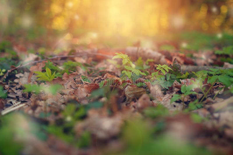 Landscape of Early Spring at Morning Sunrise on River. Bright Sun ...
