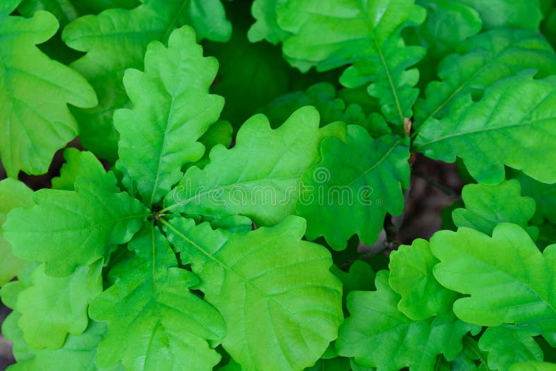 Spring green oak leaves stock image. Image of growth - 147488207