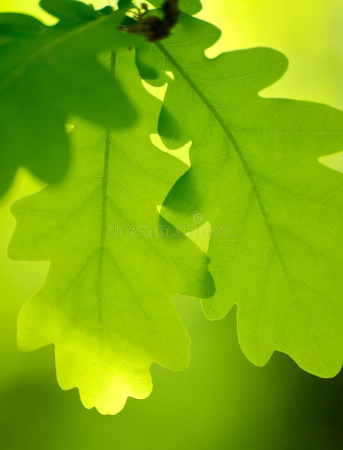 Oak leaves stock image. Image of green, forest, growth - 19617379
