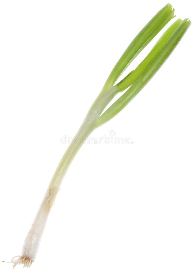 Spring Green Onion stock photo. Image of isolated, spring - 22076148