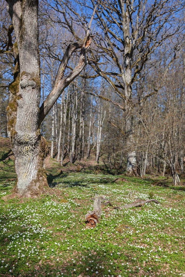 Spring green pasture stock image. Image of forest, scene - 37102089