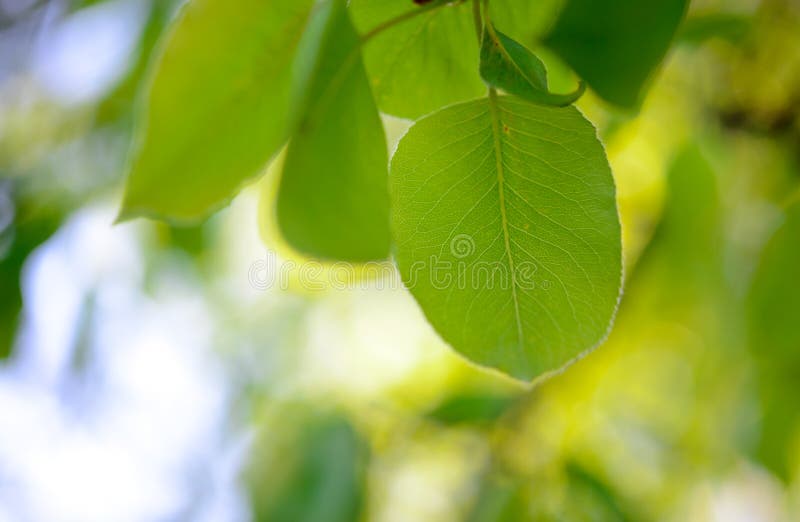 Spring Green Pear Leaves on Bright Blurred Background Stock Image ...